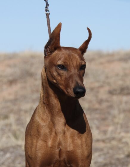 German Pinscher Puppies for Sale | Daveren German Pinschers